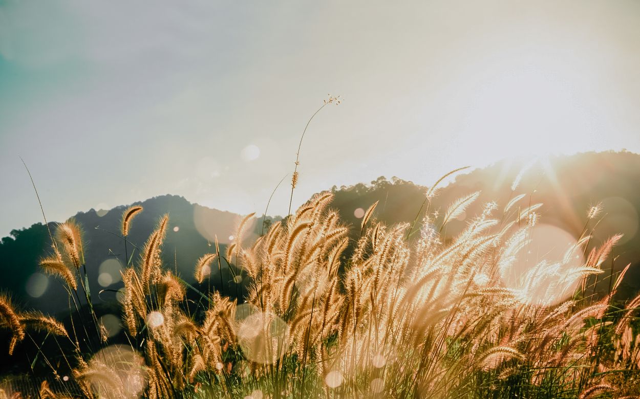 Morphisches Feld lesen - Ananda Flow